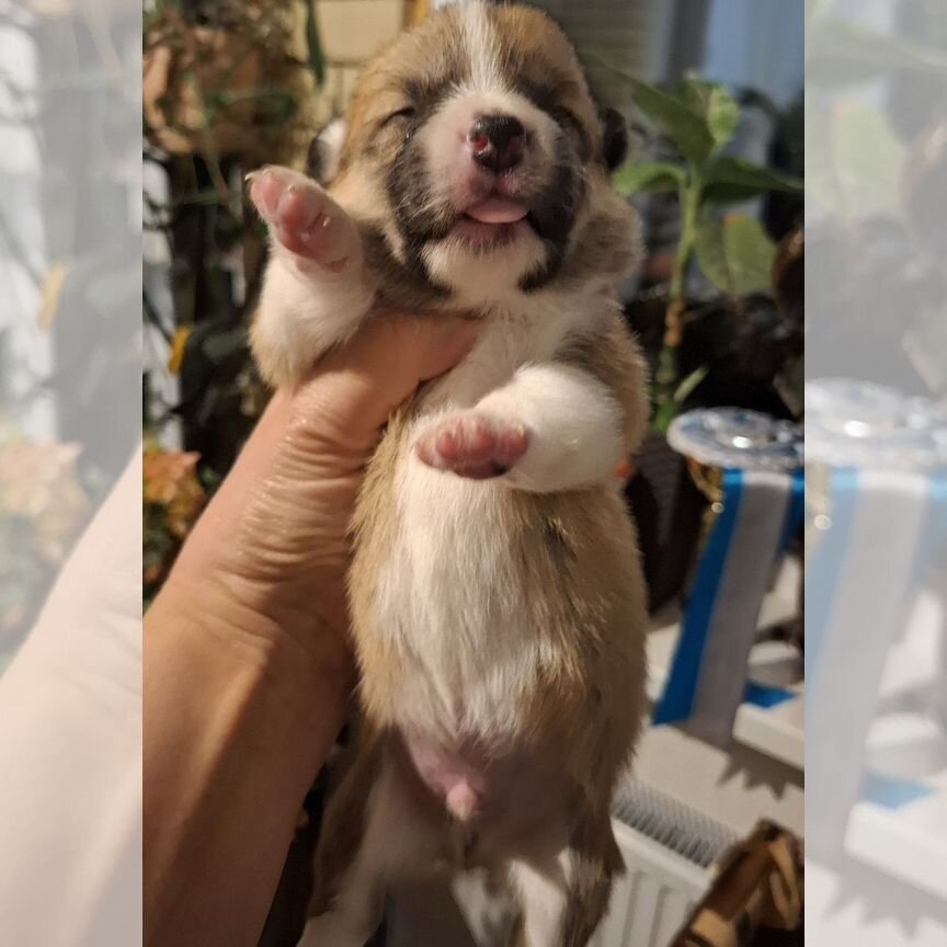 Вельш Корги Пемброк, щенок