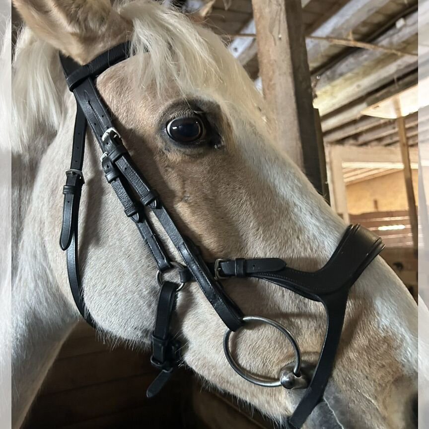 Уздечка для лошади Harry's Horse cob(Micklem)