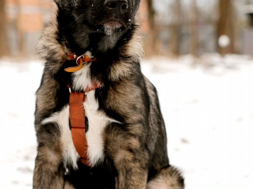 Щенок, кобель, 4 месяца