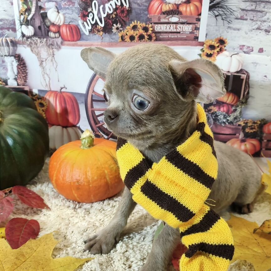 Лиловый мальчишечка