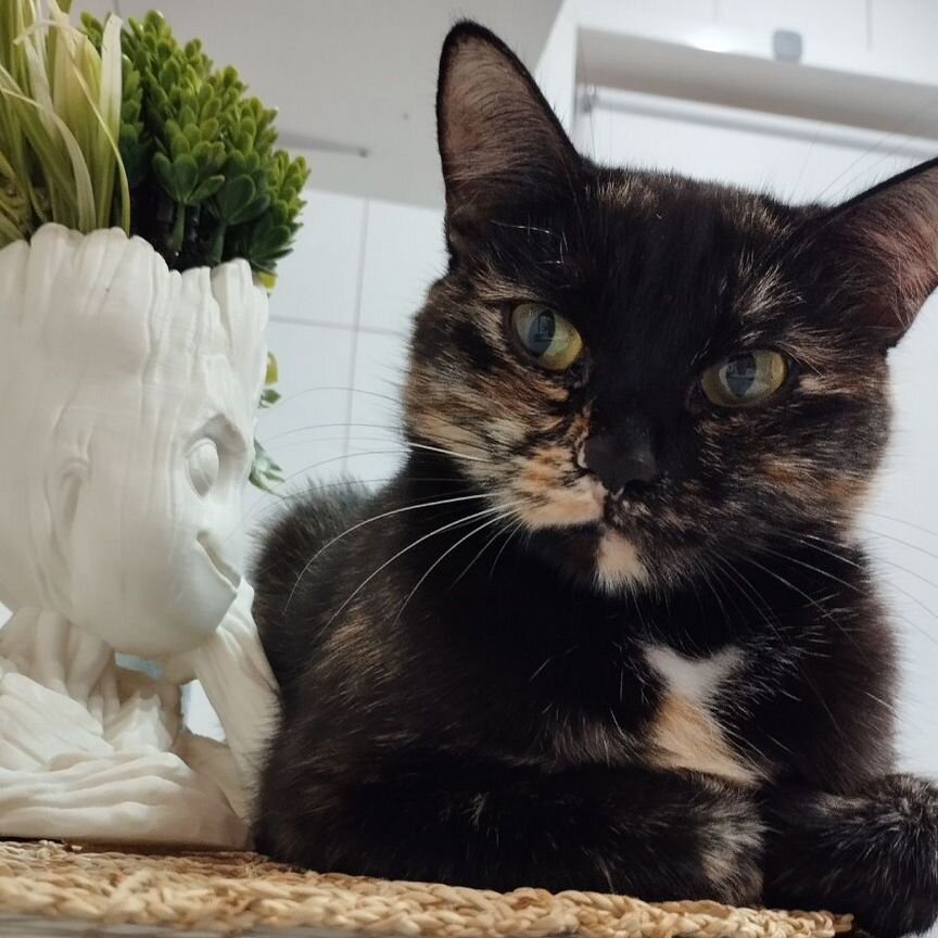 Взрослая кошка в добрые руки