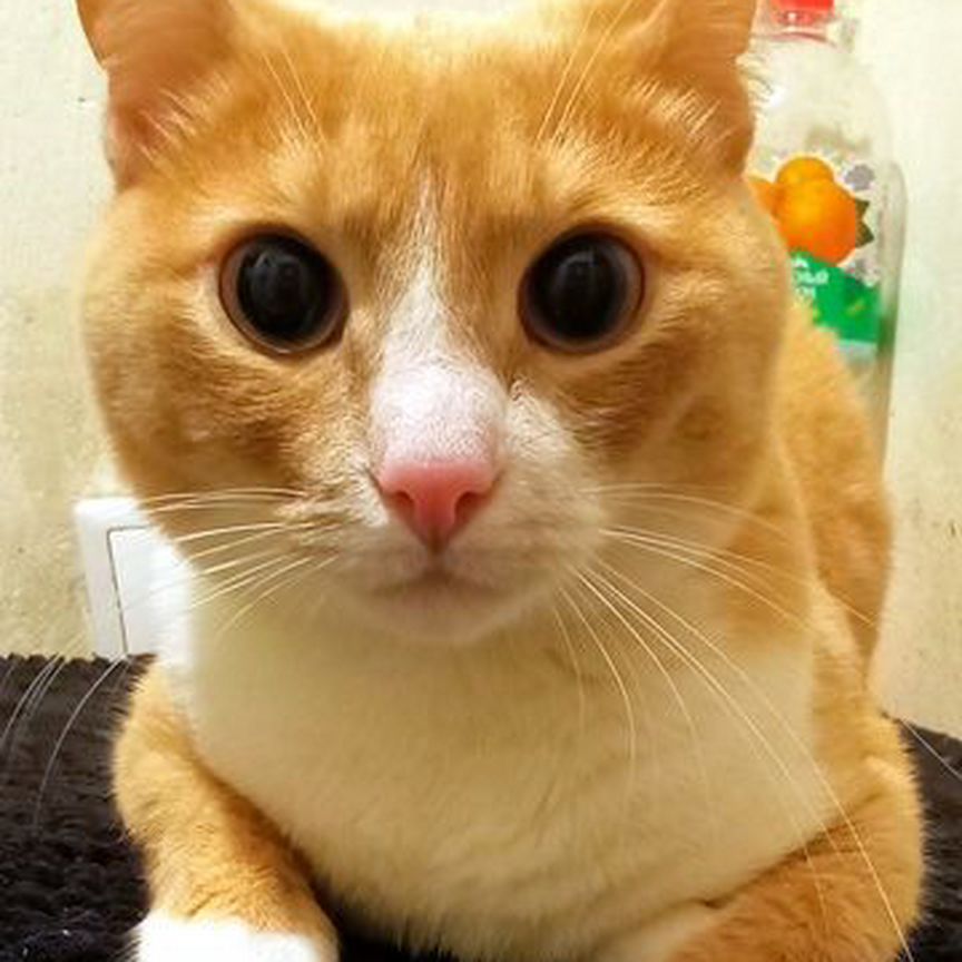 Котик 1 год