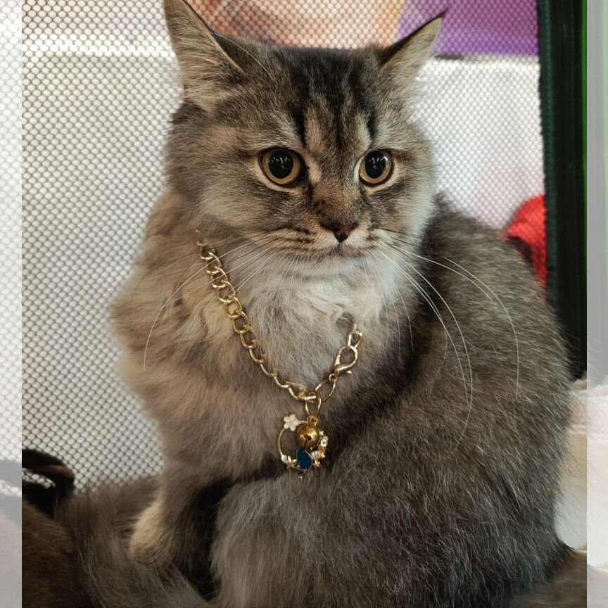 Шотландский прямоухий длинношёрстный котёнок