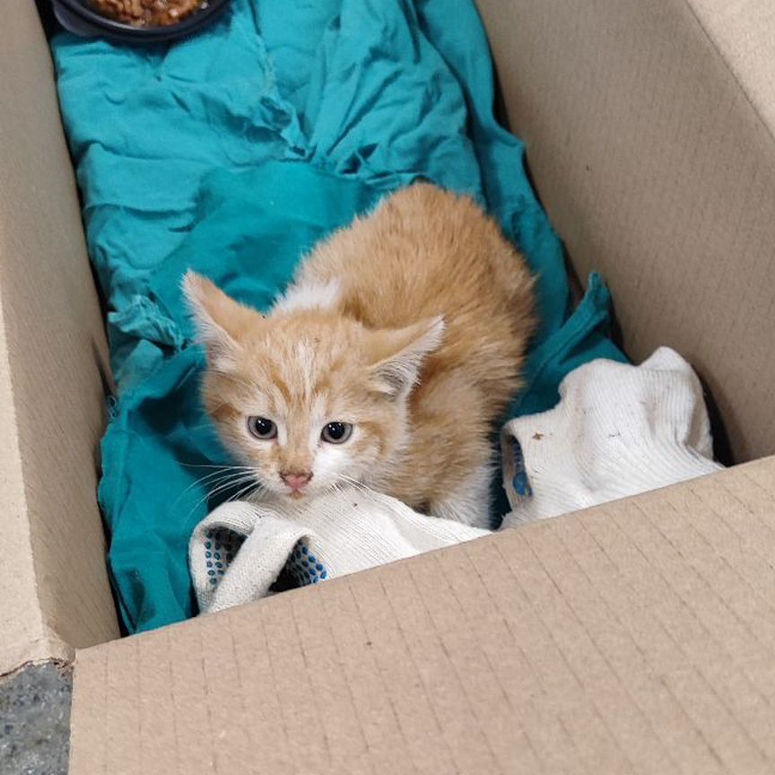 Рыжий котенок в добрые руки