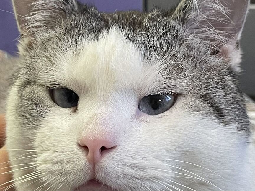 Котик из приюта 3 года хочет домой
