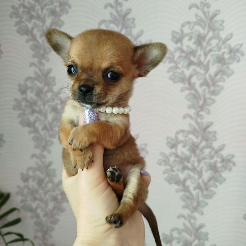 Чихуахуа micro девочка
