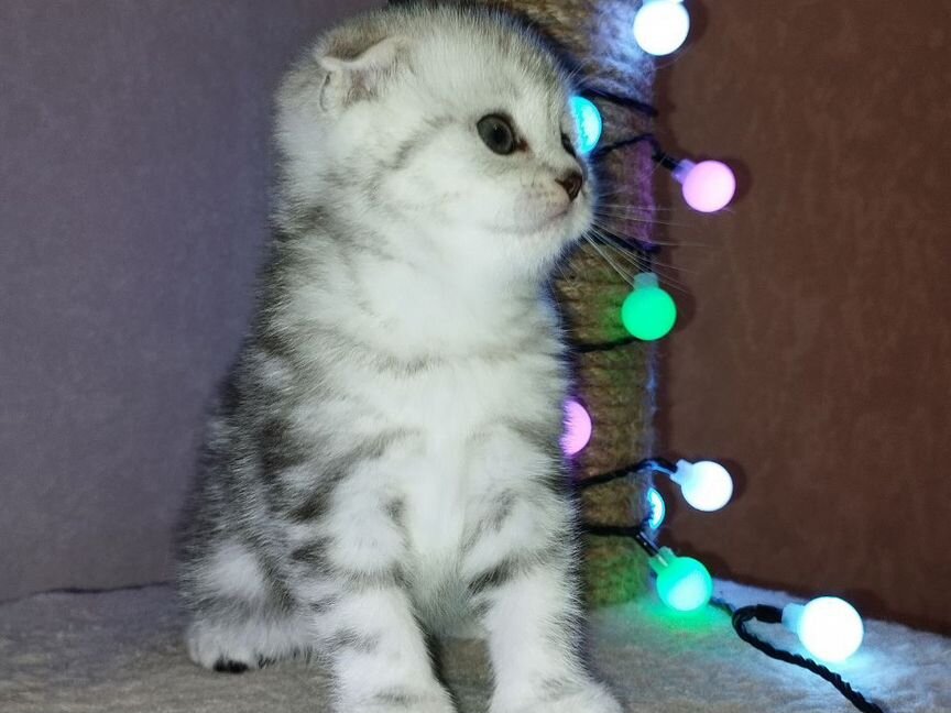 Шотландская вислоухая