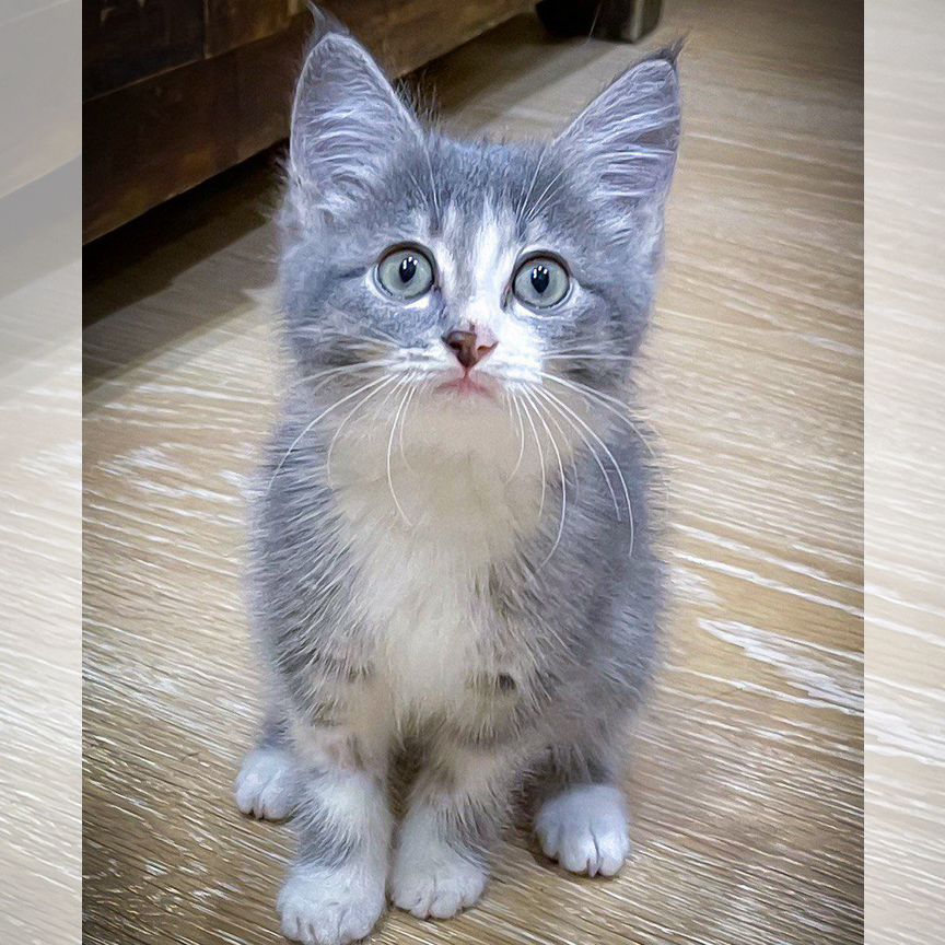 Котёнок (девочка)