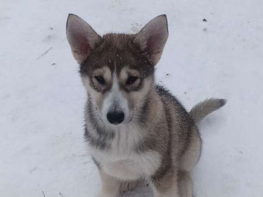 Аляскинский маламут