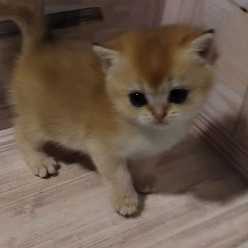 Шотландский прямоухий короткошёрстный котёнок