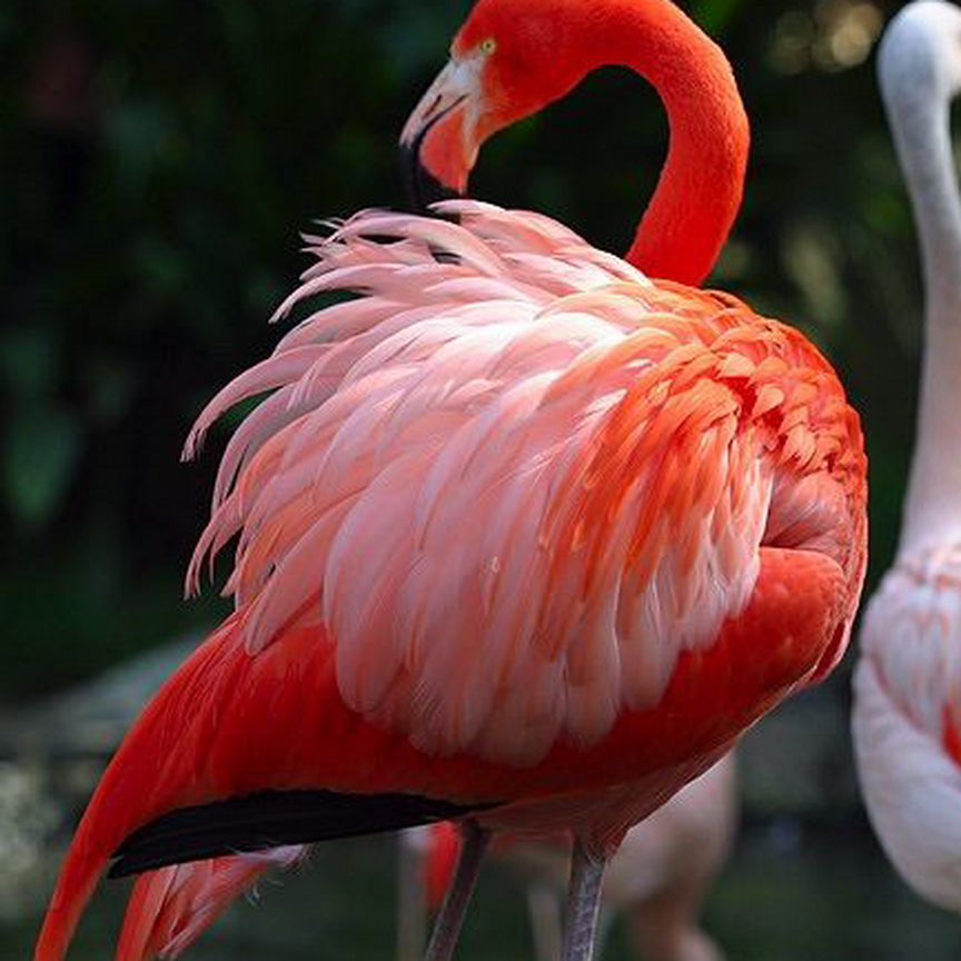 Птицы для zoo