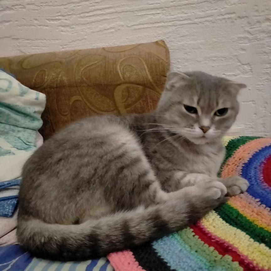 Британский кот бесплатно