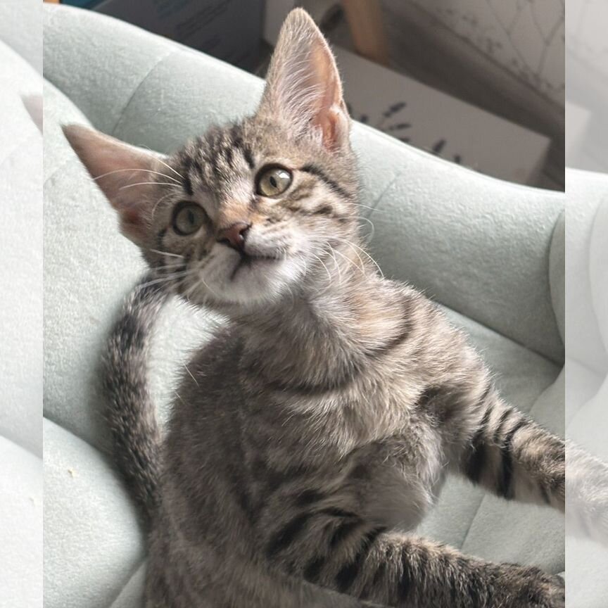 Ориентальный котёнок