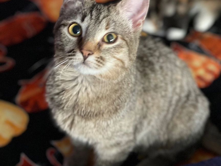 Котёнок девочка в добрые руки бесплатно