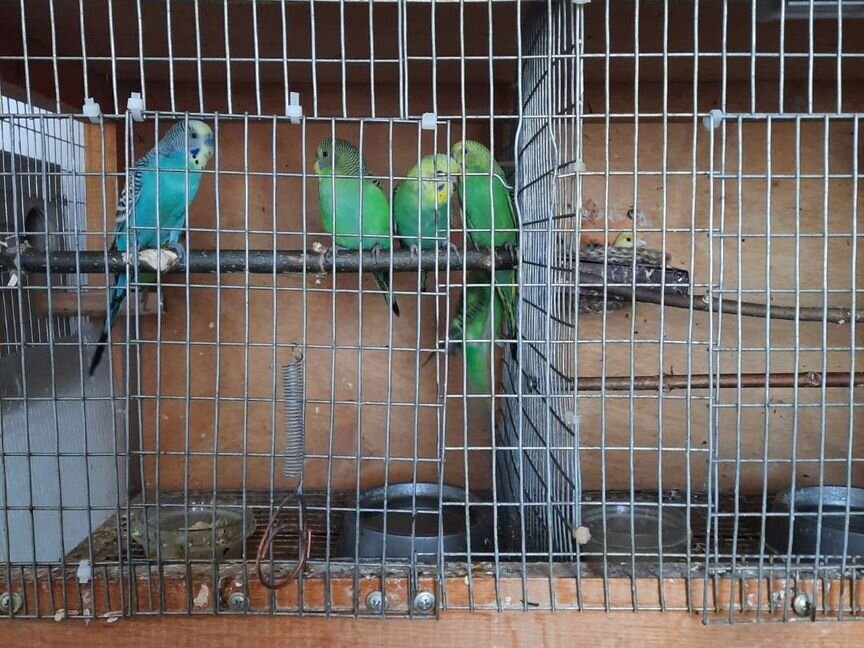 Птенцы волнистый попугай