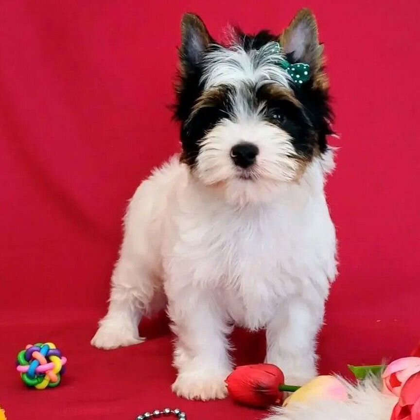 Бивер-йоркширский терьер, щенок