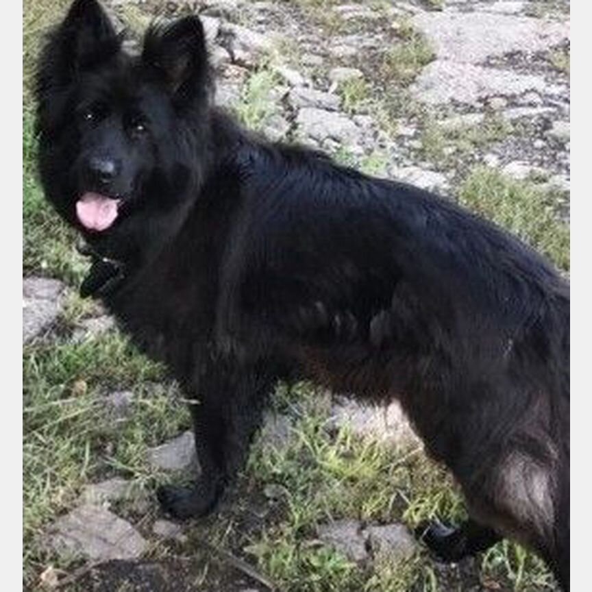 Черная немецкая овчарка длинношерстная