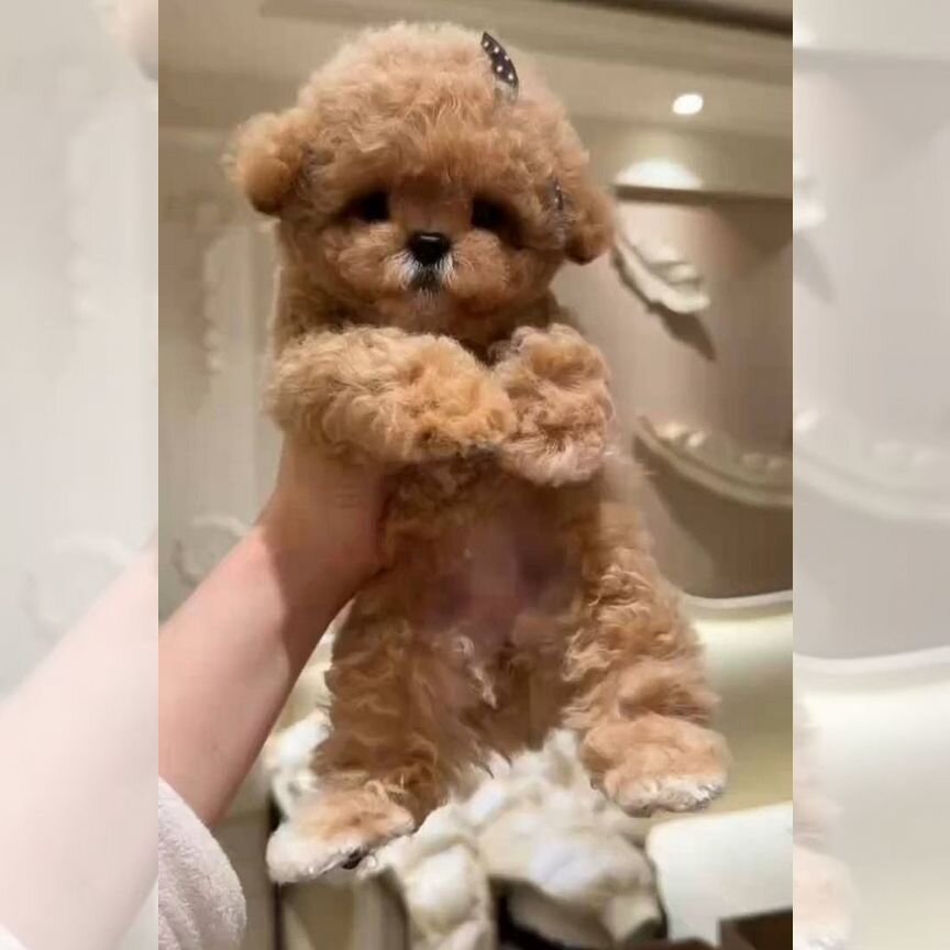 Мальтипу, щенок