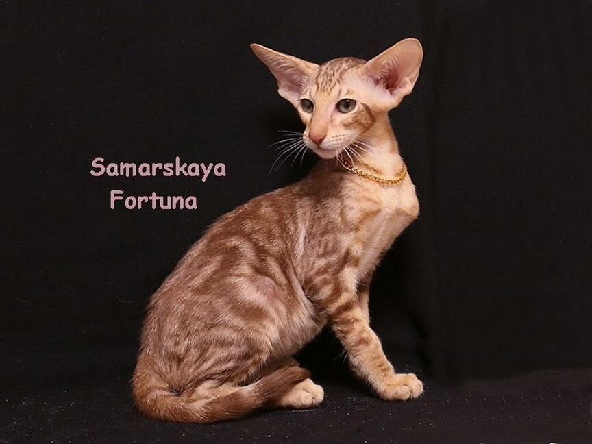 Циннамоновые мраморные кошечки