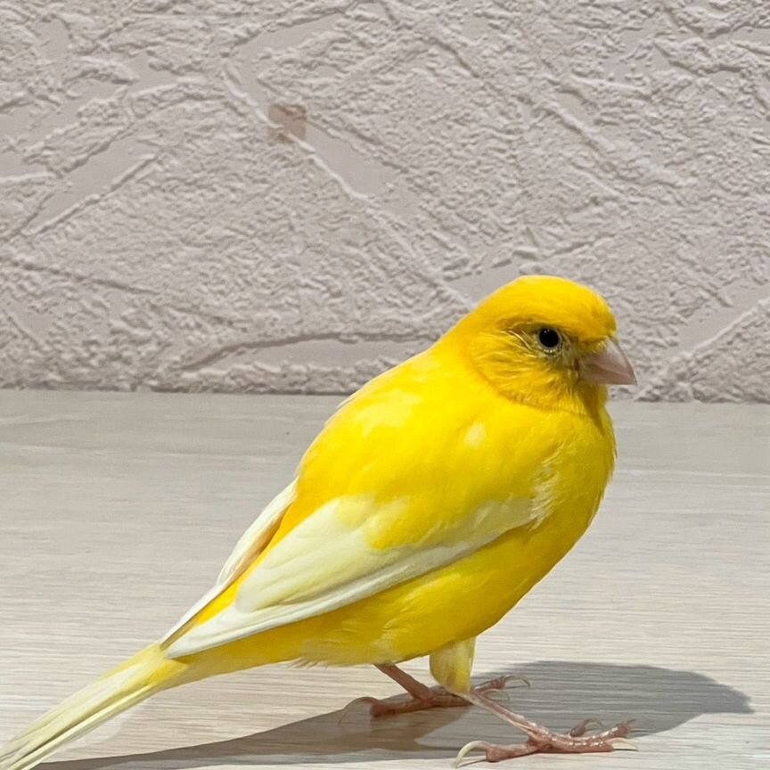 Канарейки