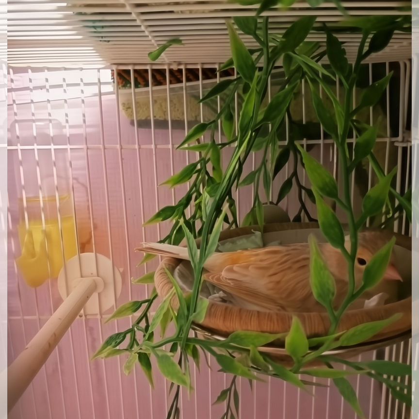 Пара канарейка месте клетка