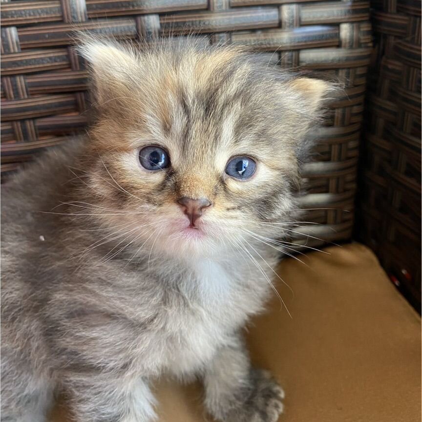 Котенок девочка в добрые руки