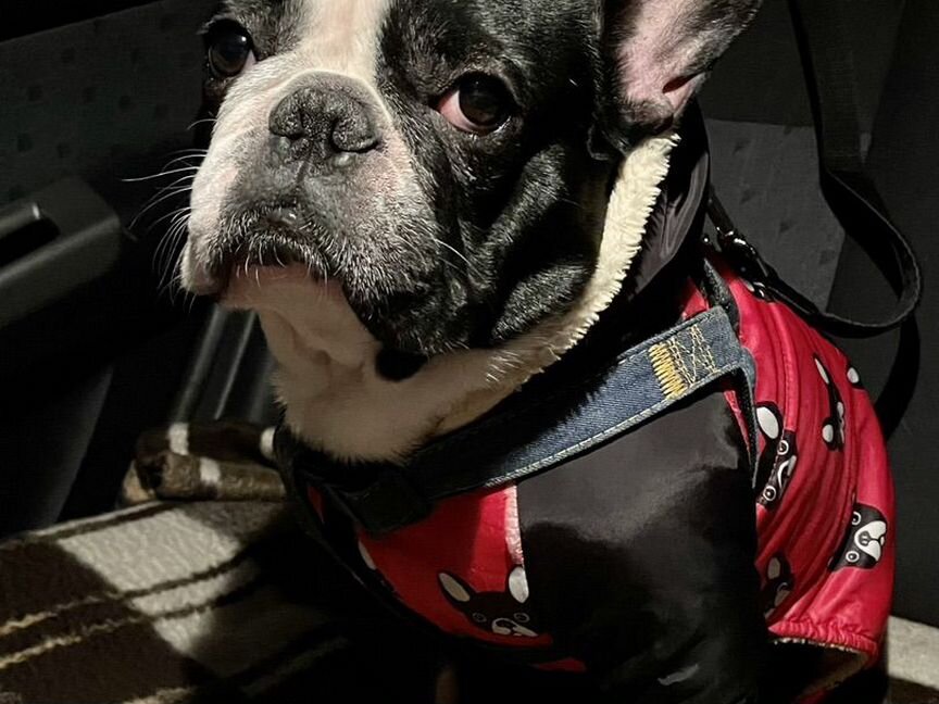 Французский бульдог