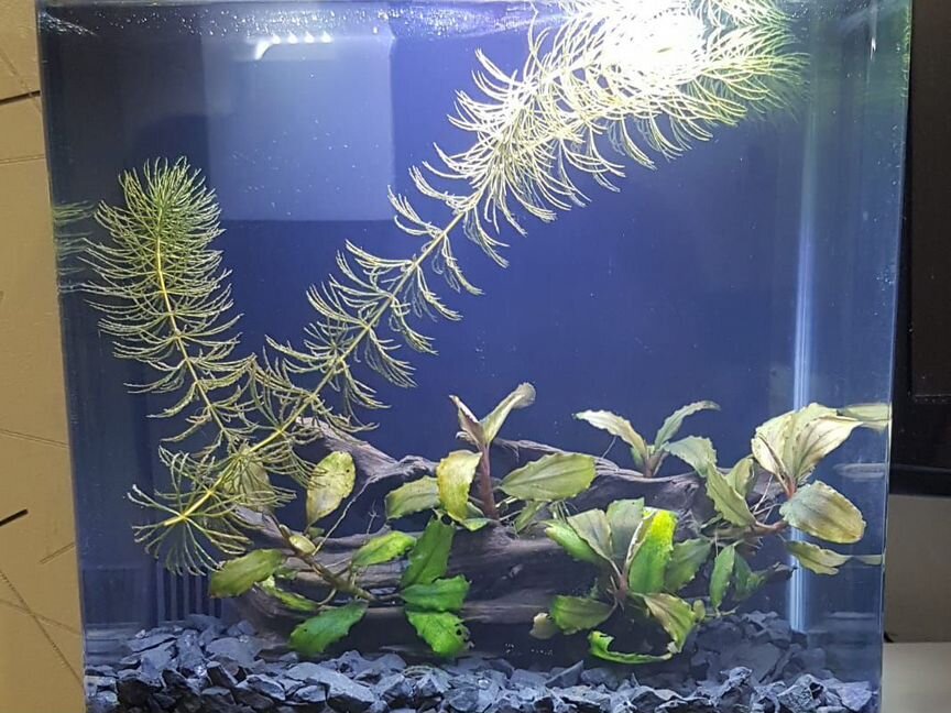 Аквариум. Готовый аквариум. Аквариум для петушка