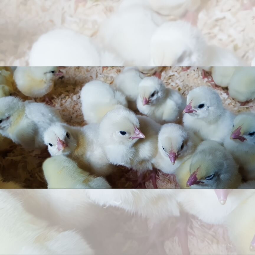 Цыплята бройлера кобб-500