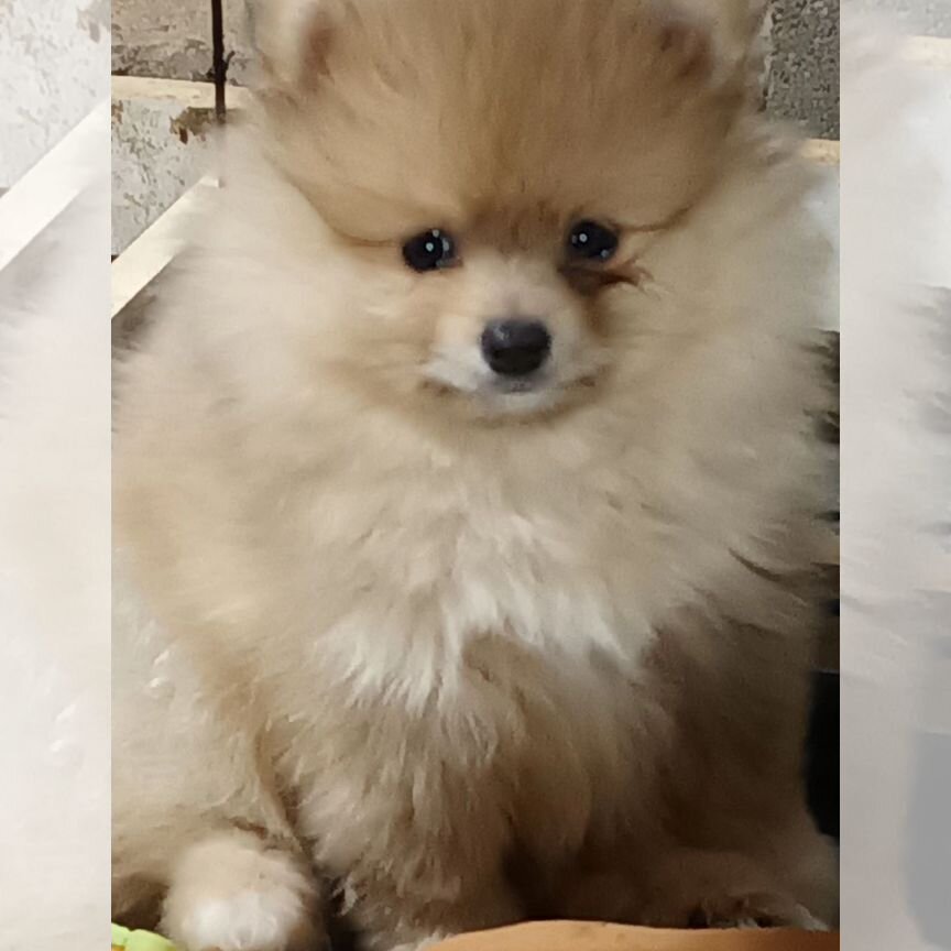 Померанский шпиц, щенок