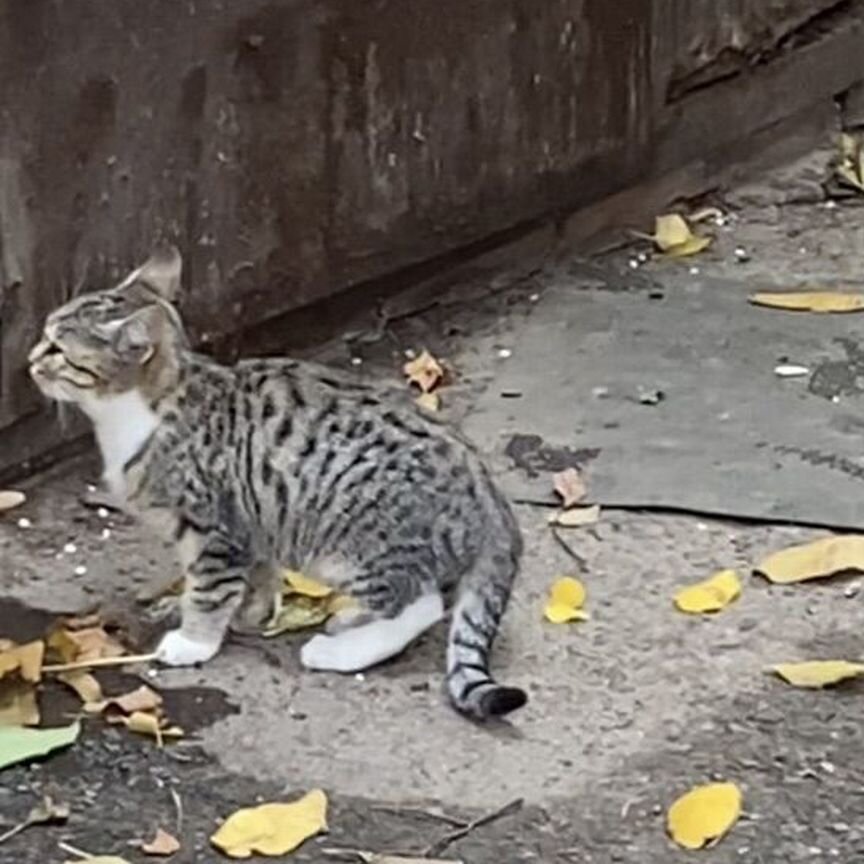 Котята погибают от холода Спасите кто может