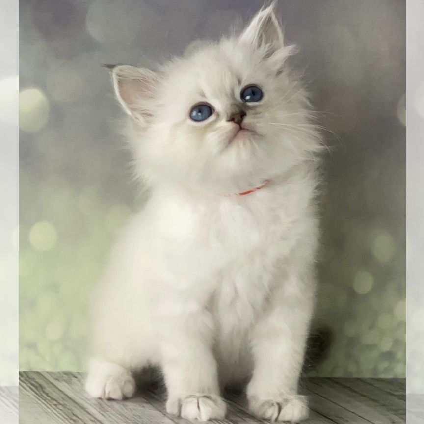 Невский маскарадный котик