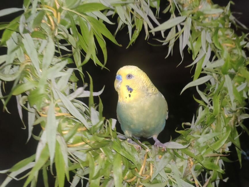 Качели - погрызушки для попугаев и других птиц