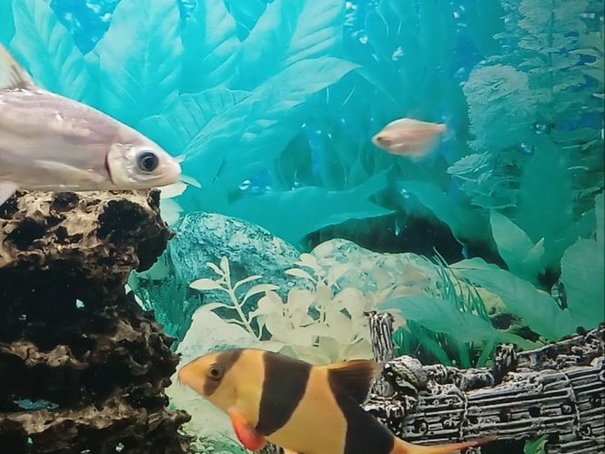 Продам Боция клоун