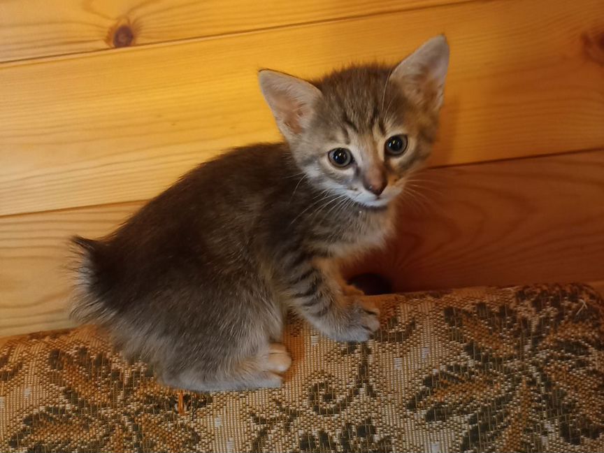 Котята курильского бобтейла