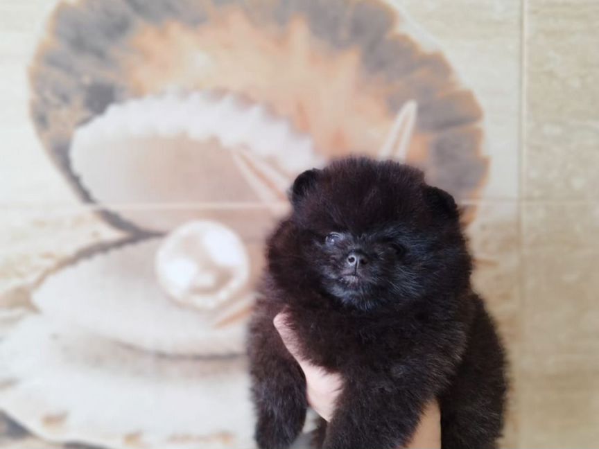 Шпиц чёрный и черно- подпалый