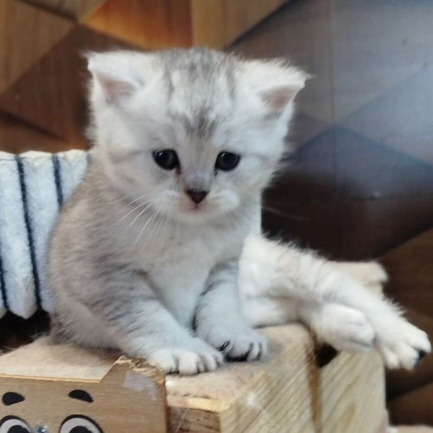 Мальчик шиншилла серебро