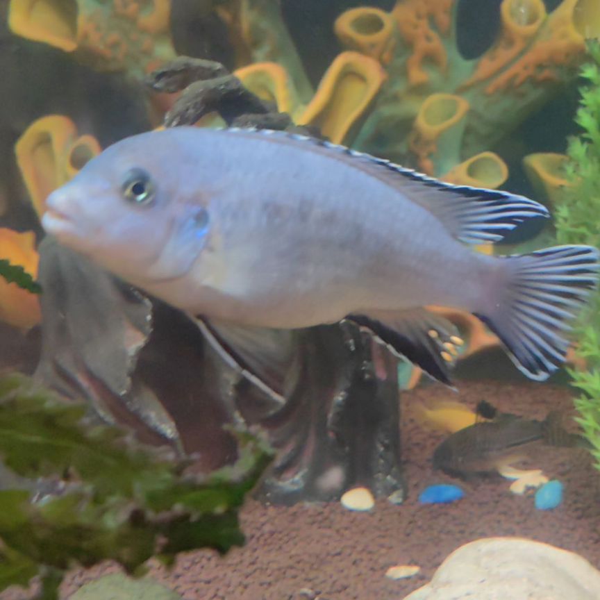 Аквариумные рыбки