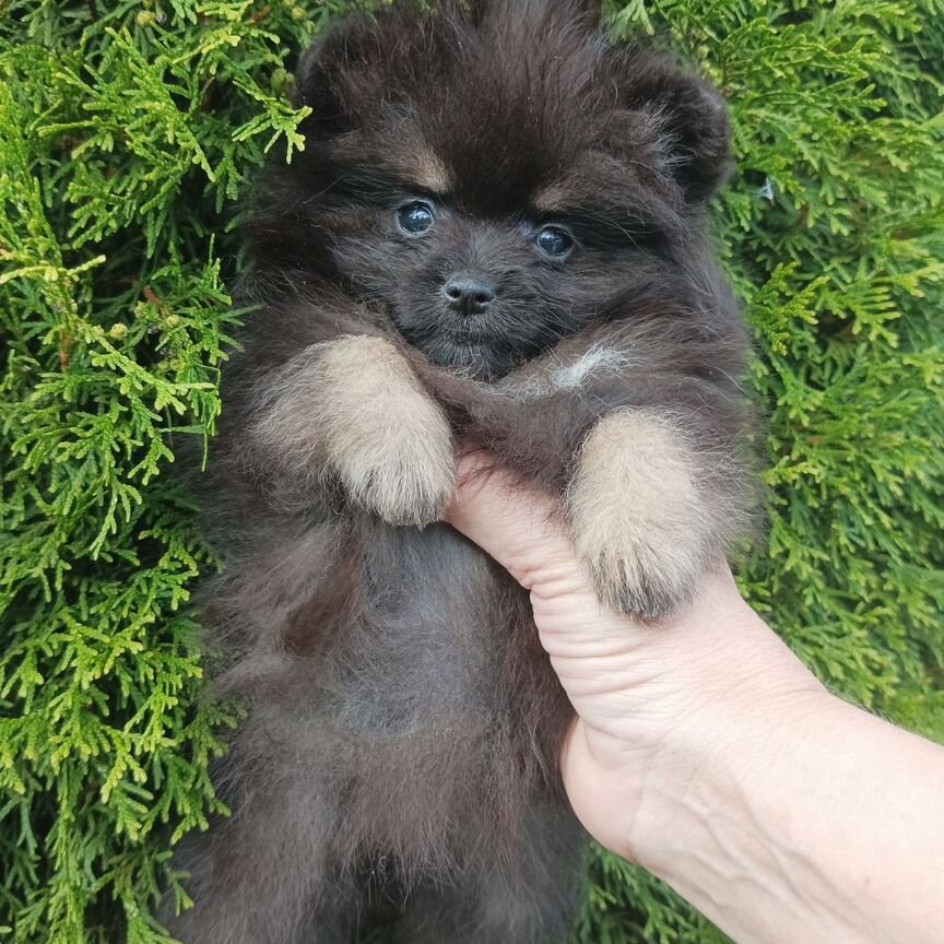 Мини померашка