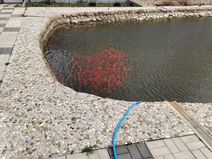 Красный карась для пруда