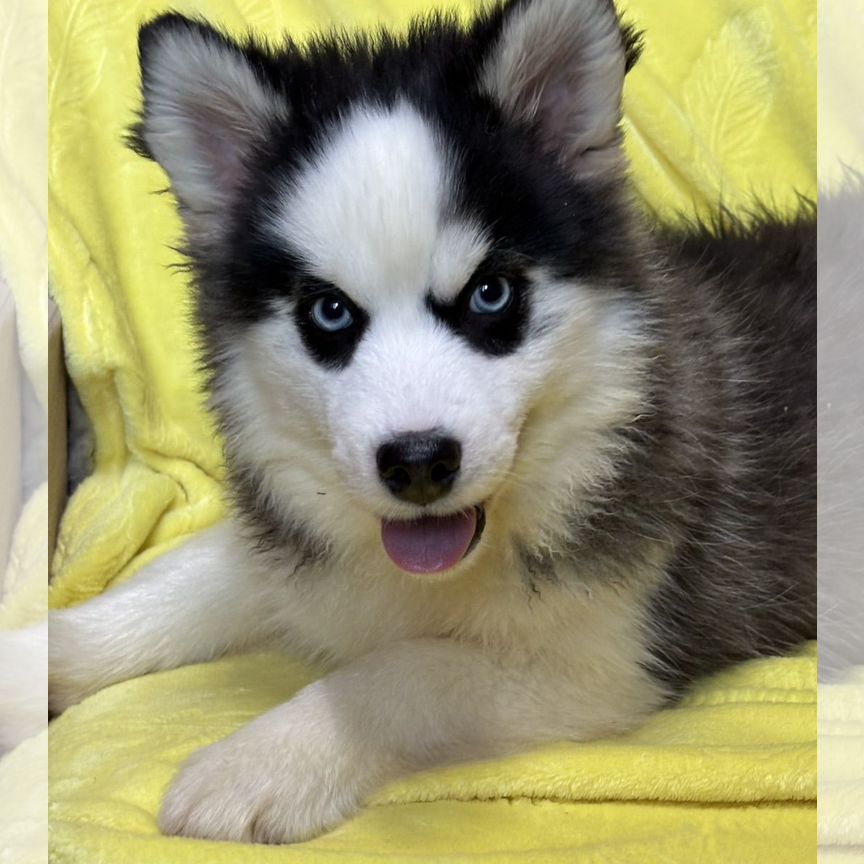 Помски, щенок