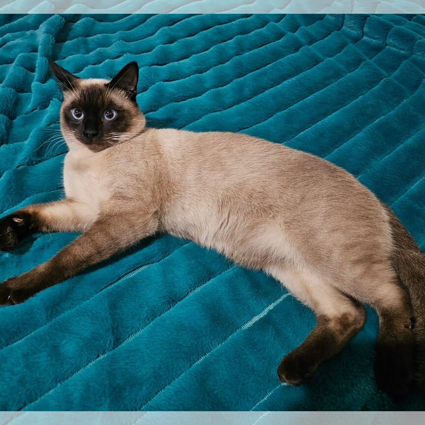 Кот ищет кошечку