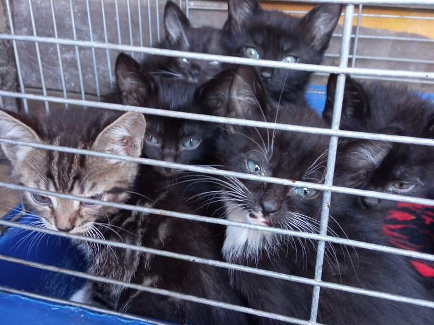 Котята в добрые руки