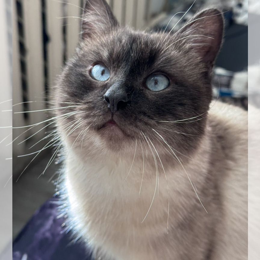 Сиамский кот, взрослый