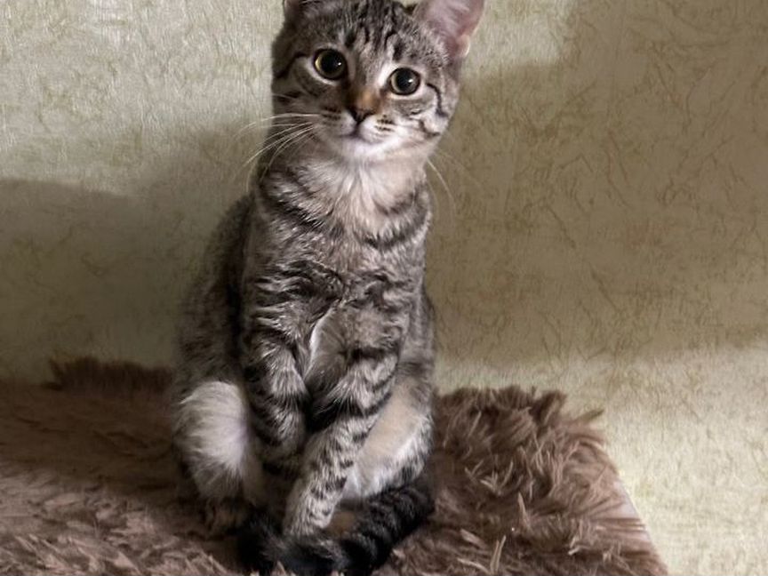 Котик в добрые руки бесплатно