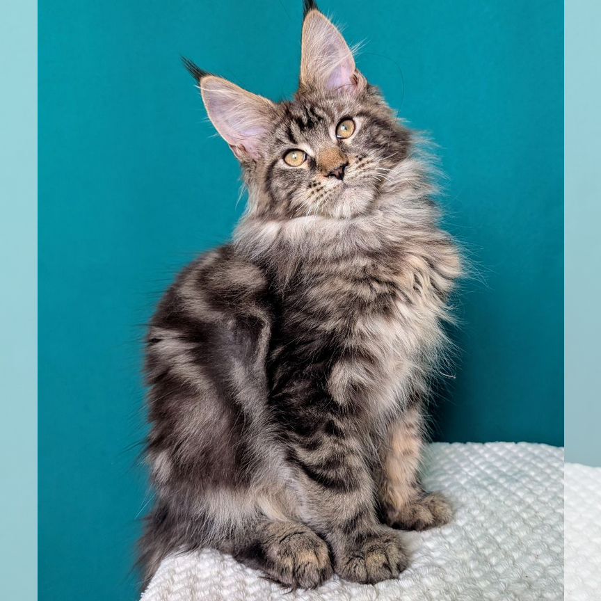 Котенок мейн кун Олигарх