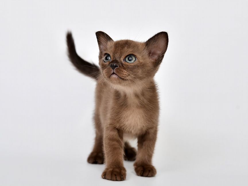Котик соболиный 4 мес