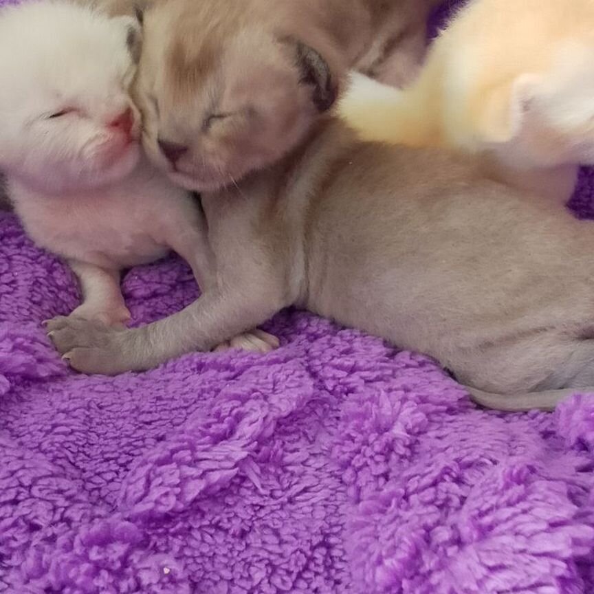 Бурманские котята