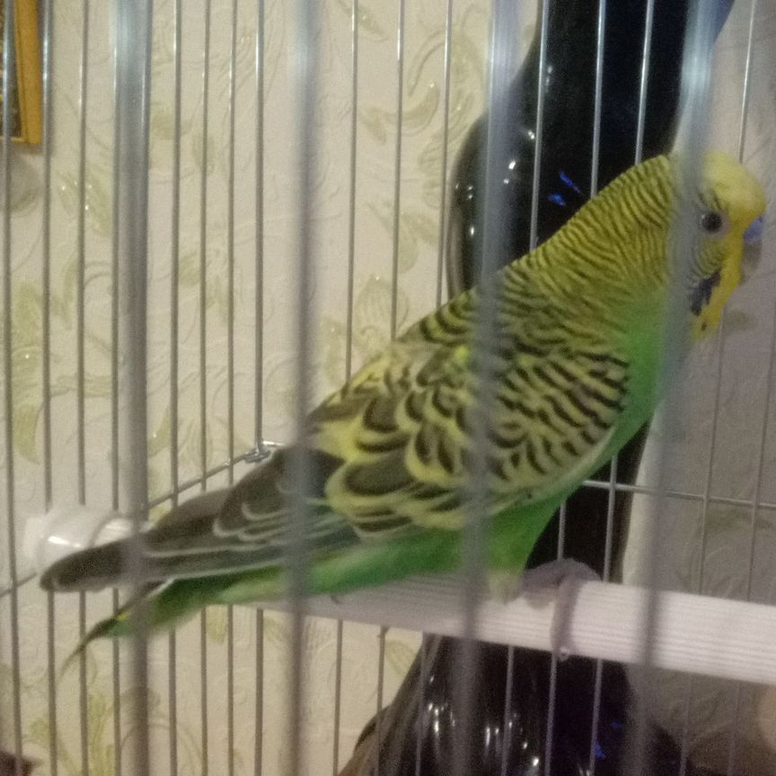 Продам волнистого попугая с клеткой