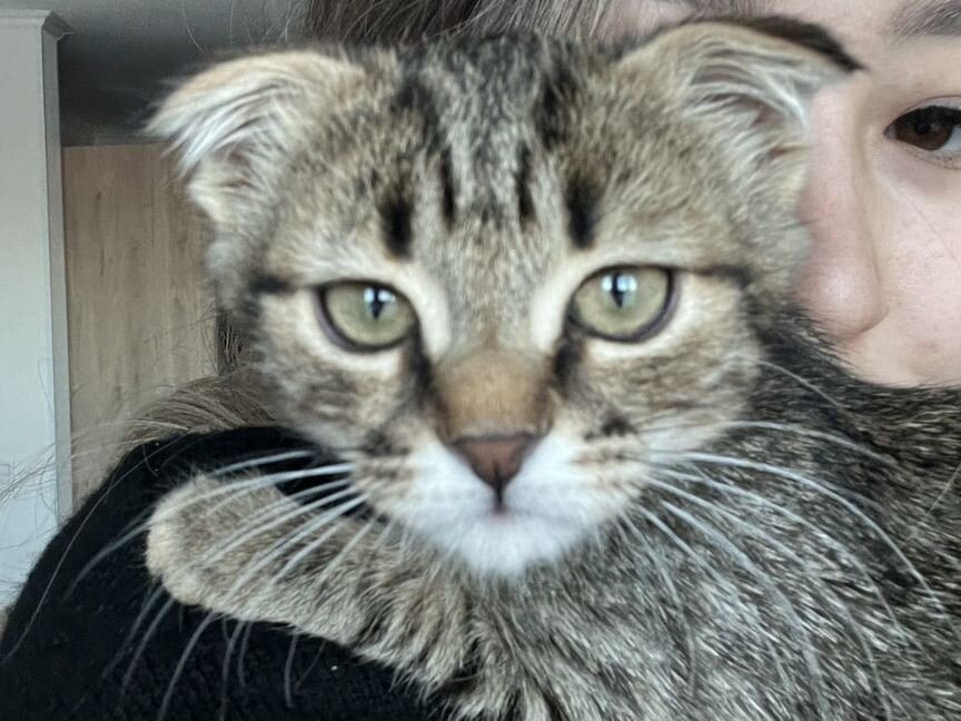 Котик в добрые руки